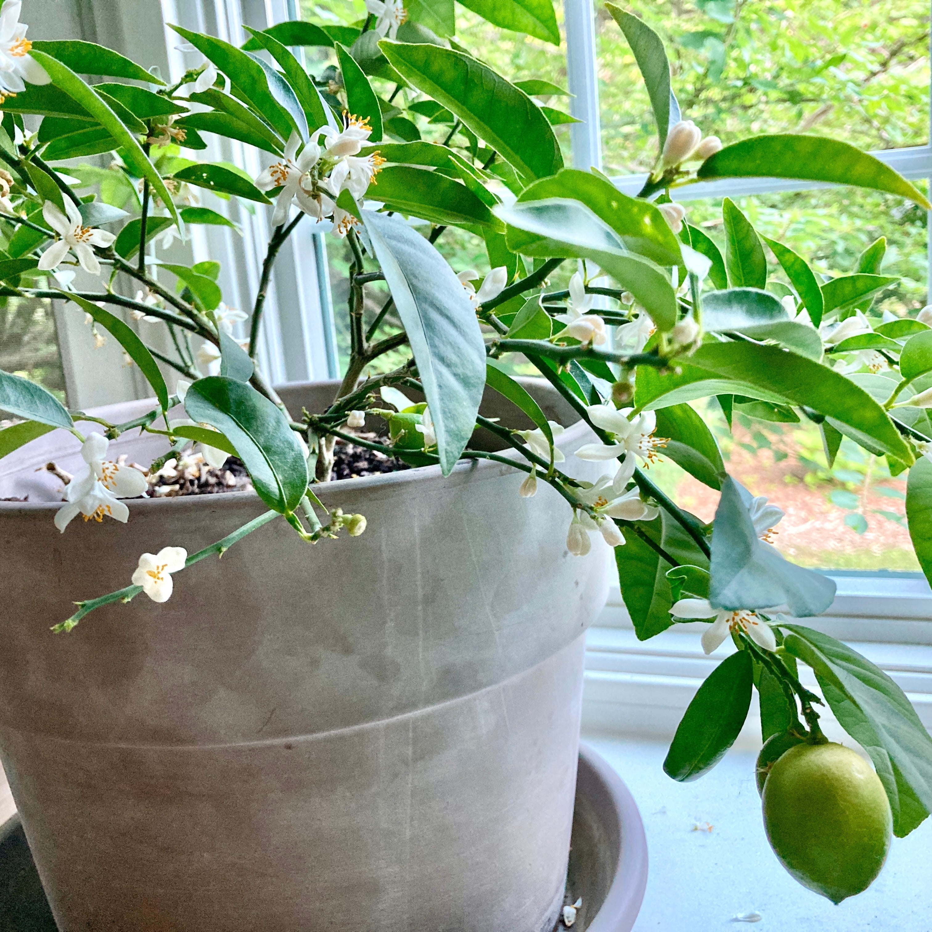 ginger key lime cream scone recipe... – flying edna